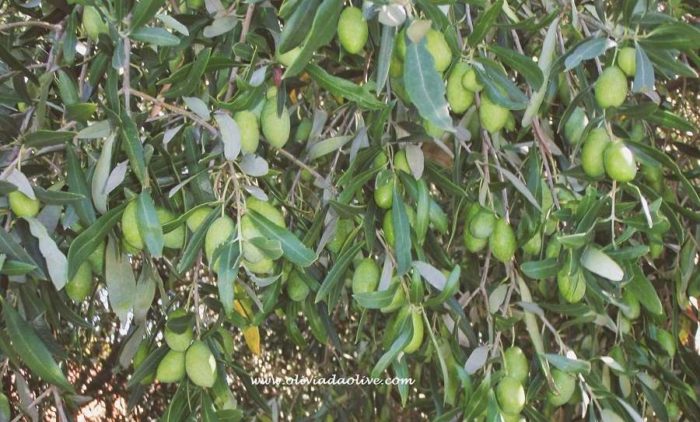 How Do Olives Grow (Pictures & Infographic Of Olive Growth Cycle)
