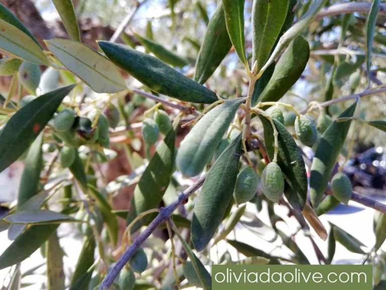 How Do Olives Grow (With Pictures Of Olive Growth Cycle) | Oliviada
