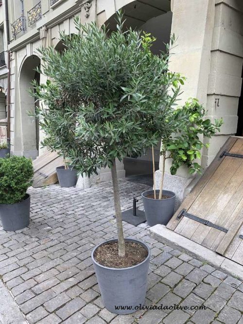 Problems With Olive Trees In Pots: Troubleshooting Guide