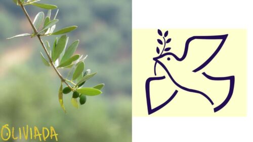 Olive Tree Meaning And Symbolism | Oliviada