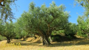 Olive Tree Meaning And Symbolism | Oliviada