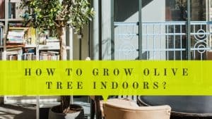 Olive Trees In Pots: The Ultimate Guide To Container Gardening
