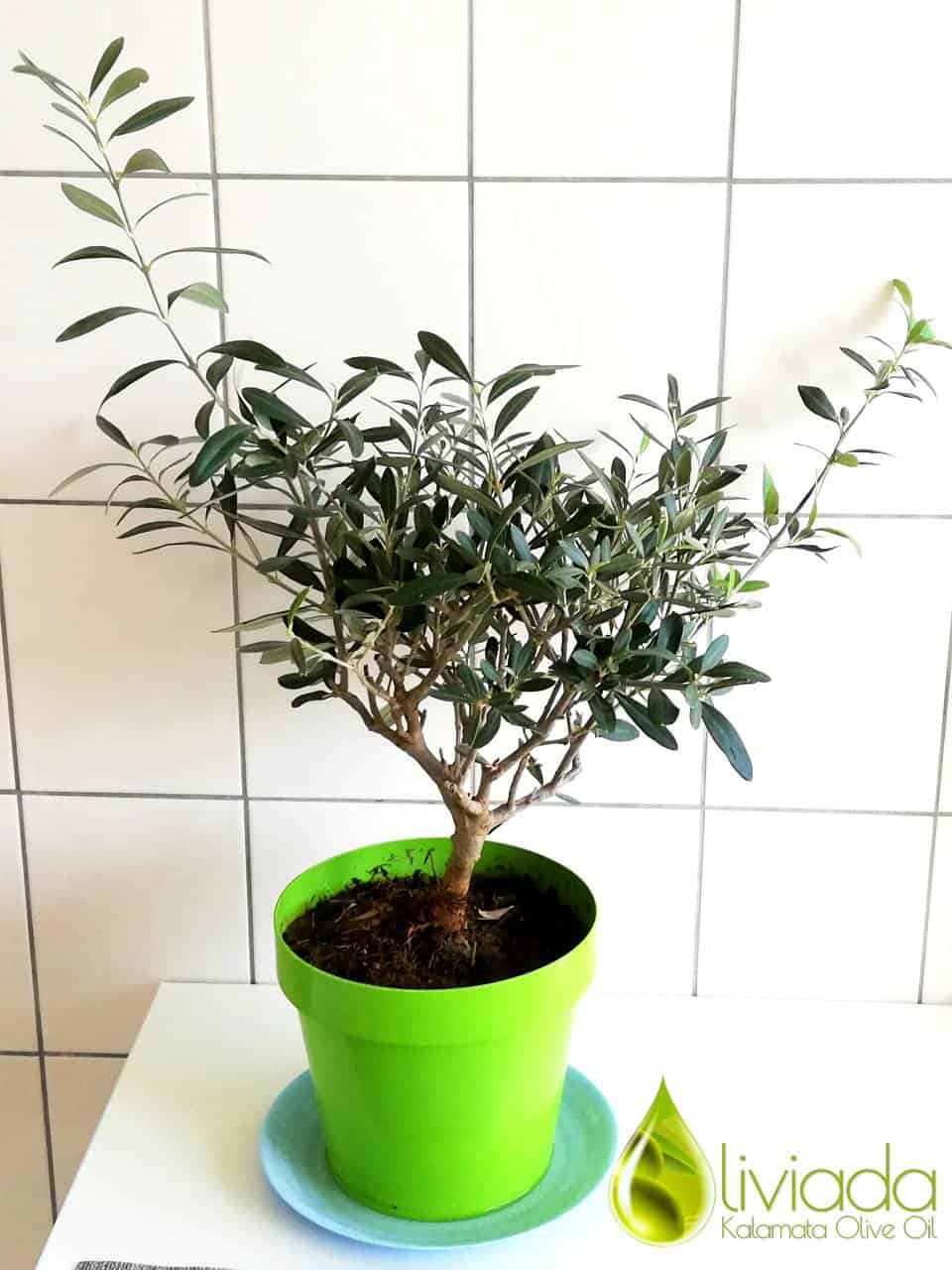 Grow Olive Tree Indoors Successfully With My 20 Care Tips