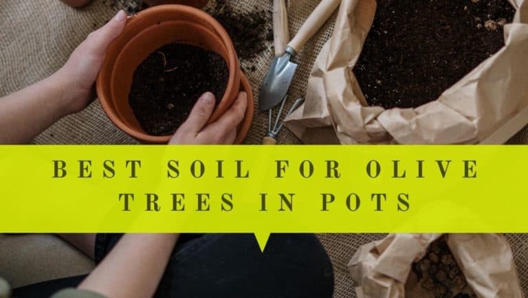 5 Best Fertilizers for Olive Trees in Pots