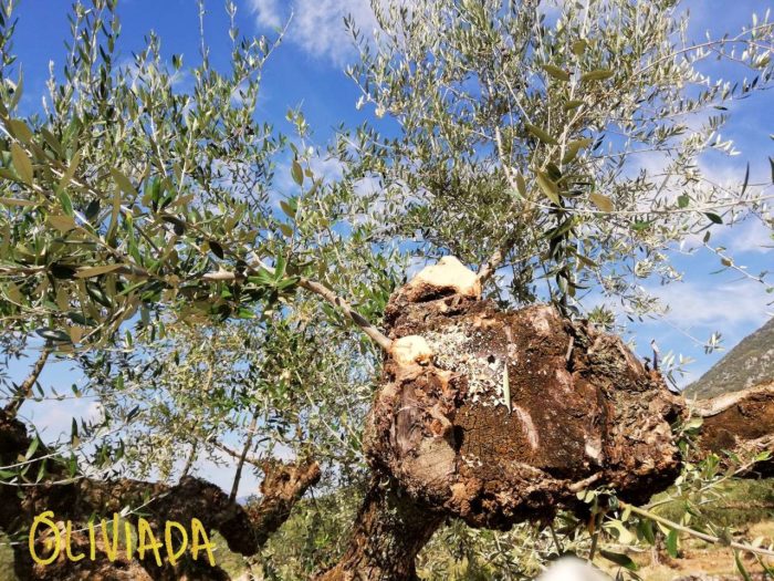 Prune Olive Trees In Pots Correctly (7 Easy Steps)