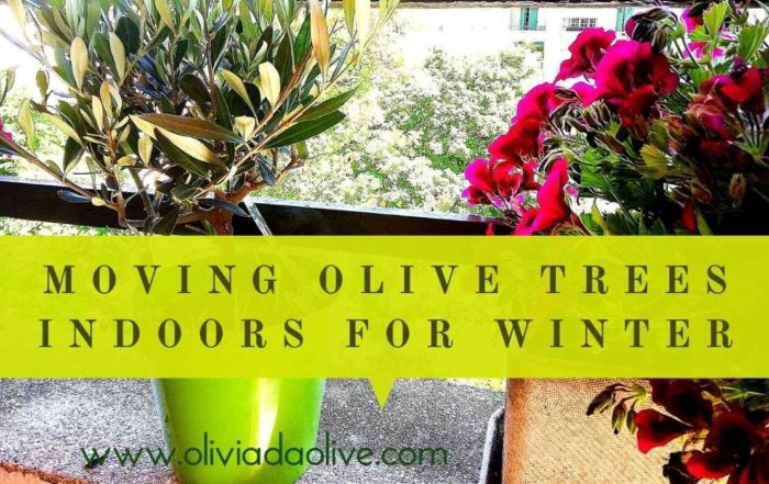 Olive Tree | Oliviada