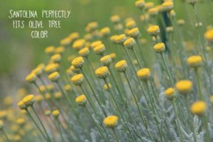 Best Companion Plants For Olive Trees