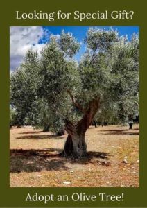 Why My Olive Tree Dropping Leaves - Prevent Tree From Losing Leaves