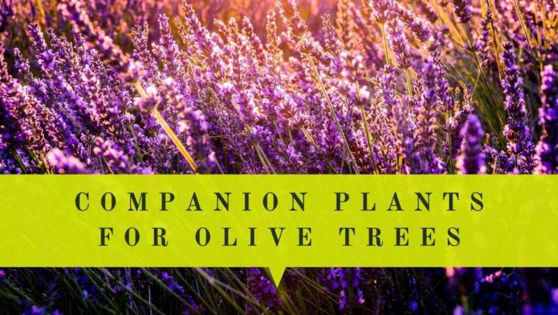 Best Companion Plants For Olive Trees