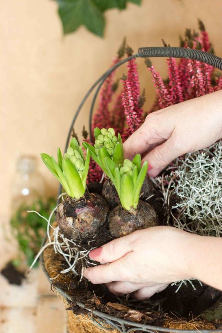 Best Companion Plants For Olive Trees