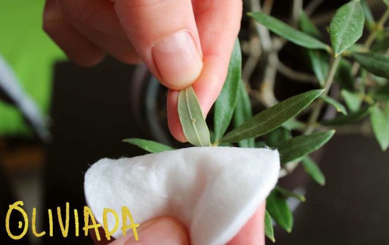 Remove Scale Insects On Olive Trees In Pots | 2 Useful Ways
