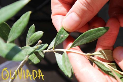 Remove Scale Insects On Olive Trees In Pots | 2 Useful Ways