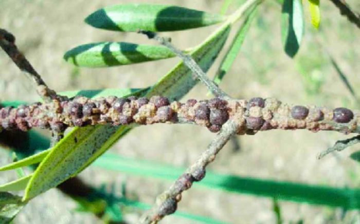 Remove Scale Insects On Olive Trees In Pots | 2 Useful Ways