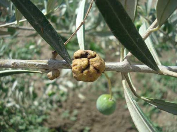 Why My Olive Tree Dropping Leaves - Prevent Tree From Losing Leaves