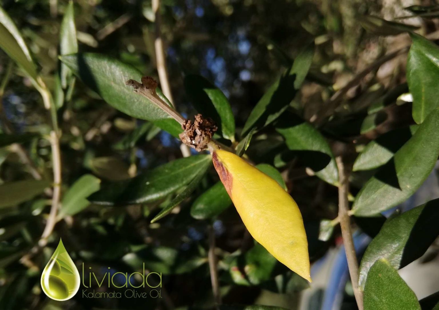 Why Olive Tree Leaves Turning Yellow? Reasons | Prevention