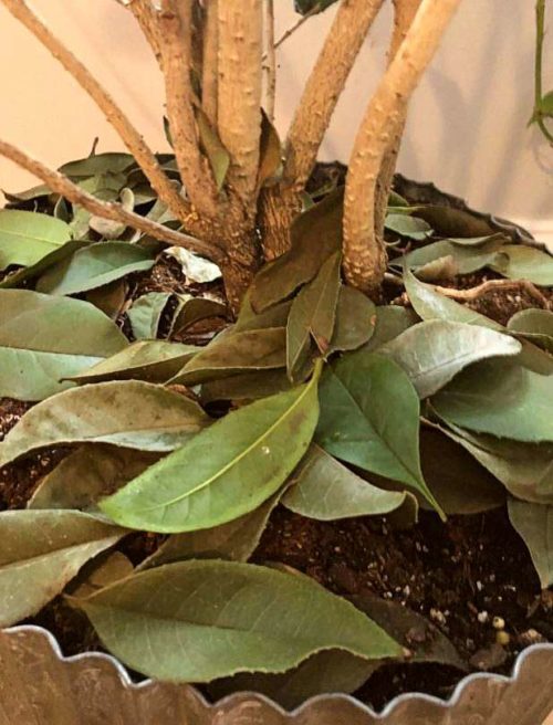 Why Olive Tree Dropping Leaves? Reasons | Cures | Prevention