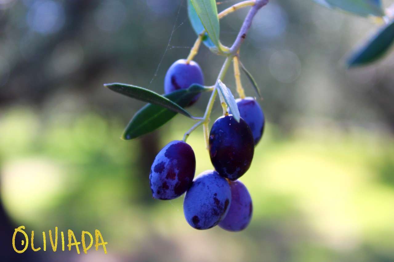 Best Olive Oil From Greece In 2024 Best Olive Oil From Greece In 2024