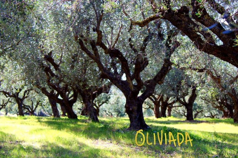 Olive Trees Grow Best: Ideal Climate And Soil Requirements