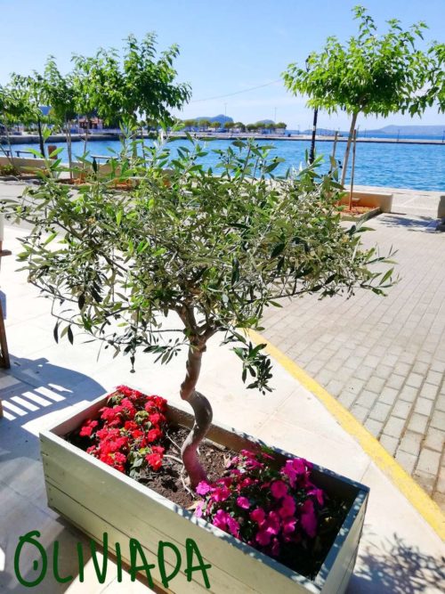 Olive Trees In Pots: The Ultimate Guide To Container Gardening