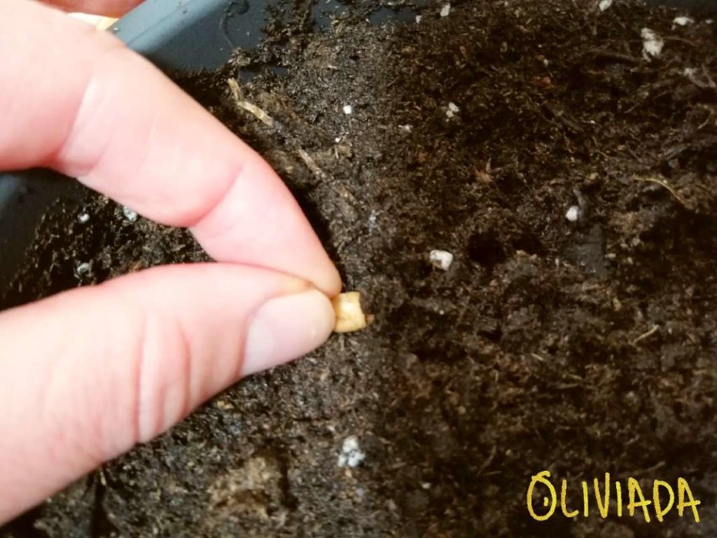 How To Grow Olive Tree From Seed (Olive Pit)? | Oliviada