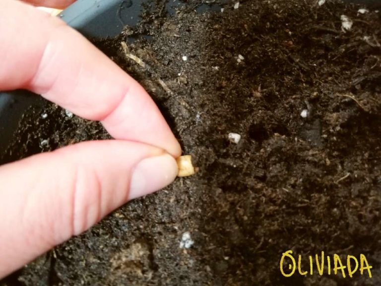 How To Grow Olive Tree From Seed (Olive Pit)? | Oliviada