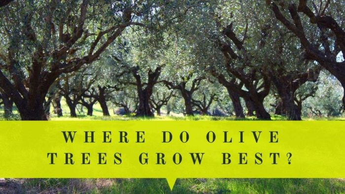 Olive Trees Grow Best: Ideal Climate And Soil Requirements