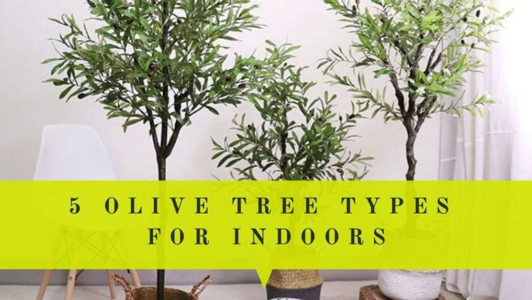 Do Indoor Olive Trees Need Direct Sunlight? How Much & Why? | Oliviada ...