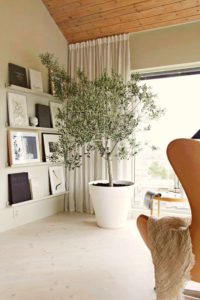 5 Best Olive Trees For Indoors | Olive Tree Varieties To Grow Indoors ...