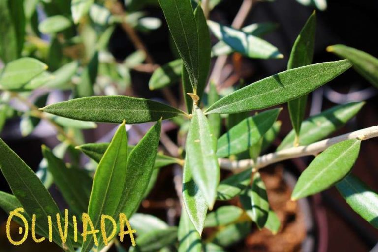 What Does Olive Tree Look Like? Description With Pictures & Video ...