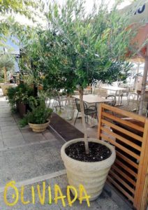 What Does Olive Tree Look Like? Description With Pictures & Video ...