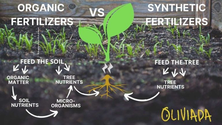 13 Organic Fertilizers For Olive Trees In Pots | Pure Nature Resources