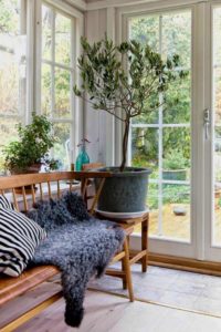 5 Best Olive Trees For Indoors | Olive Tree Varieties To Grow Indoors ...