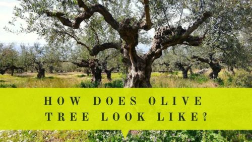 15 Interesting Facts About Olive Tree | Oliviada