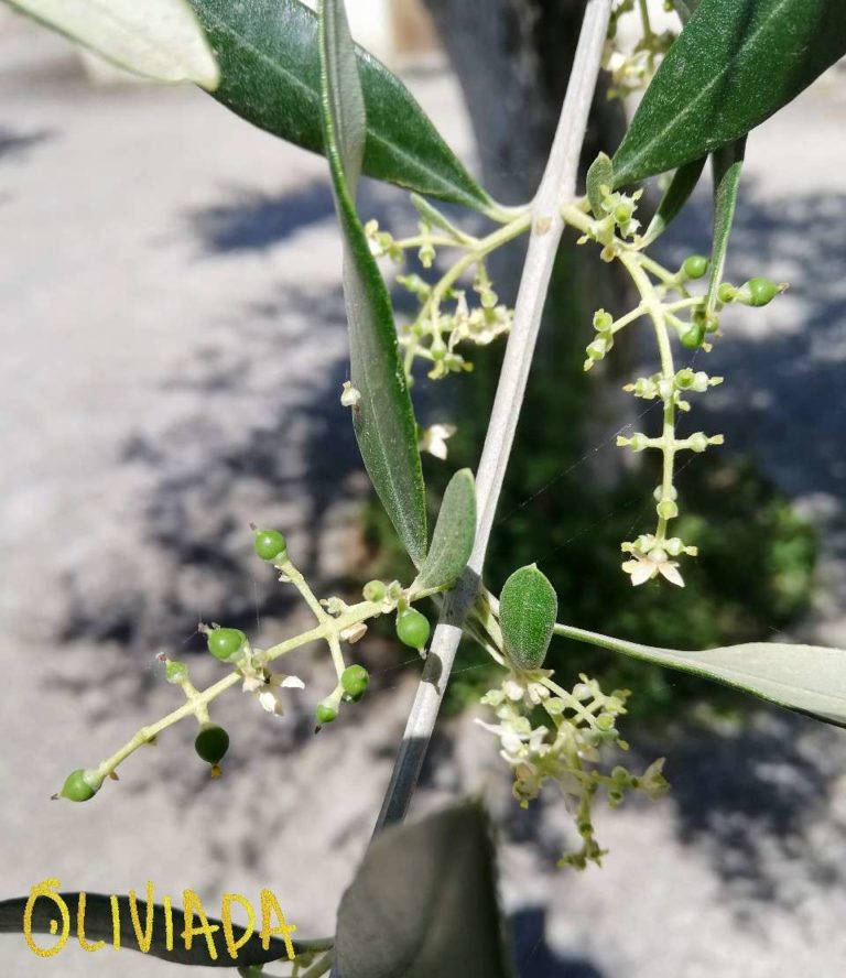 A Closer Look: Olive Tree Flowers | Oliviada
