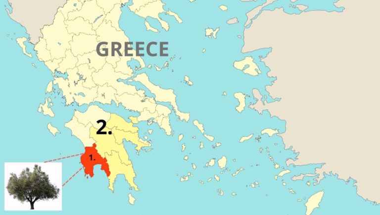 Kalamata Olive Tree | Appearance | Care | Harvest | Oliviada