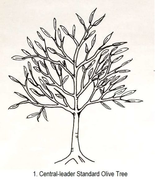 Shaping Olive Trees: How To Make Olive Tree Bushier, Wider, Taller, And ...