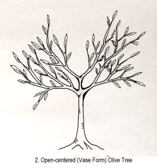 Shaping Olive Trees: How To Make Olive Tree Bushier, Wider, Taller, And ...