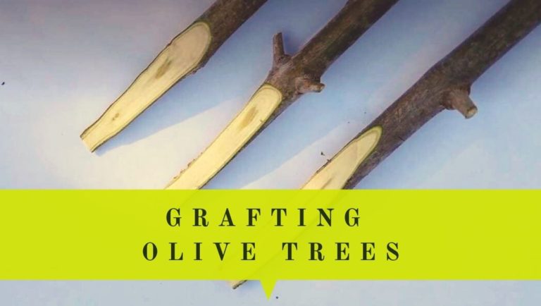 Grafting Olive Trees – 4 Techniques – Graft Aftercare | Oliviada