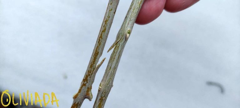 Grafting Olive Trees – 4 Techniques – Graft Aftercare | Oliviada