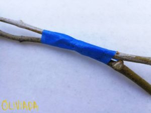 Grafting Olive Trees – 4 Techniques – Graft Aftercare | Oliviada