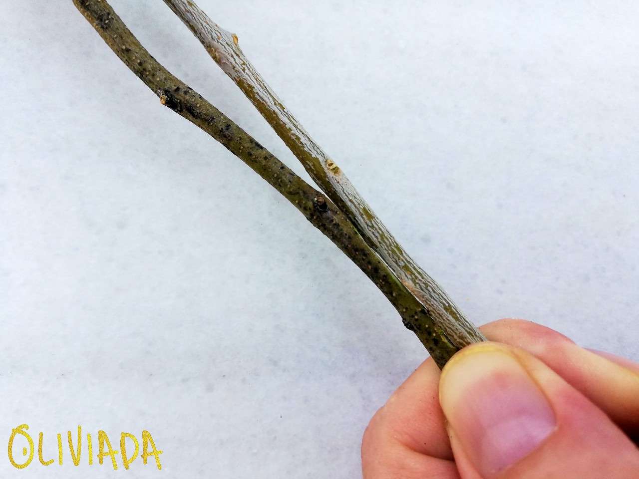 Grafting Olive Trees – 4 Techniques – Graft Aftercare | Oliviada