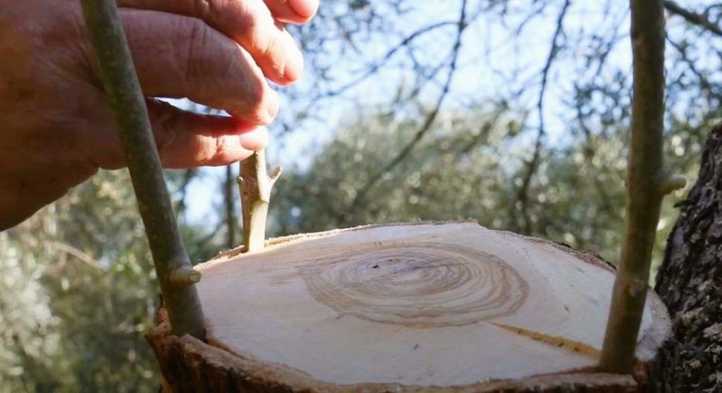 Grafting Olive Trees – 4 Techniques – Graft Aftercare | Oliviada