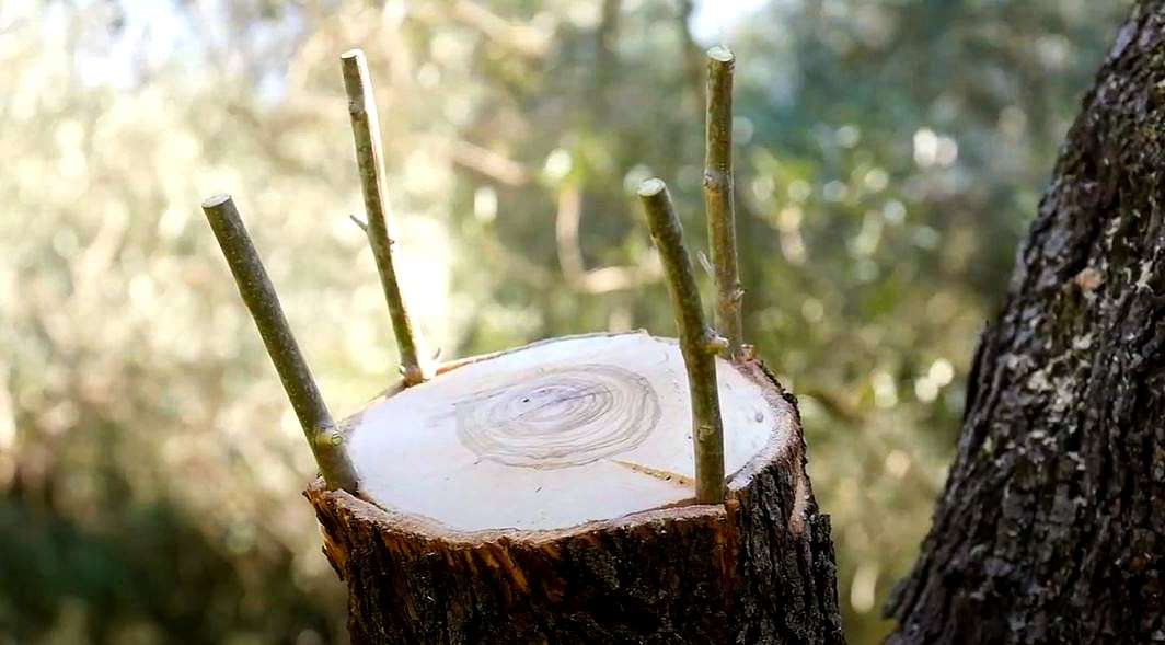 Olive Tree Branch Grafting