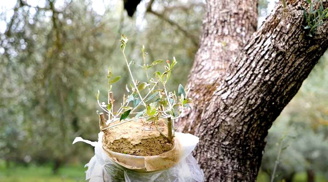 Olive Tree Branch Grafting