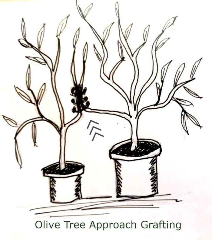 Grafting Olive Trees – 4 Techniques – Graft Aftercare | Oliviada