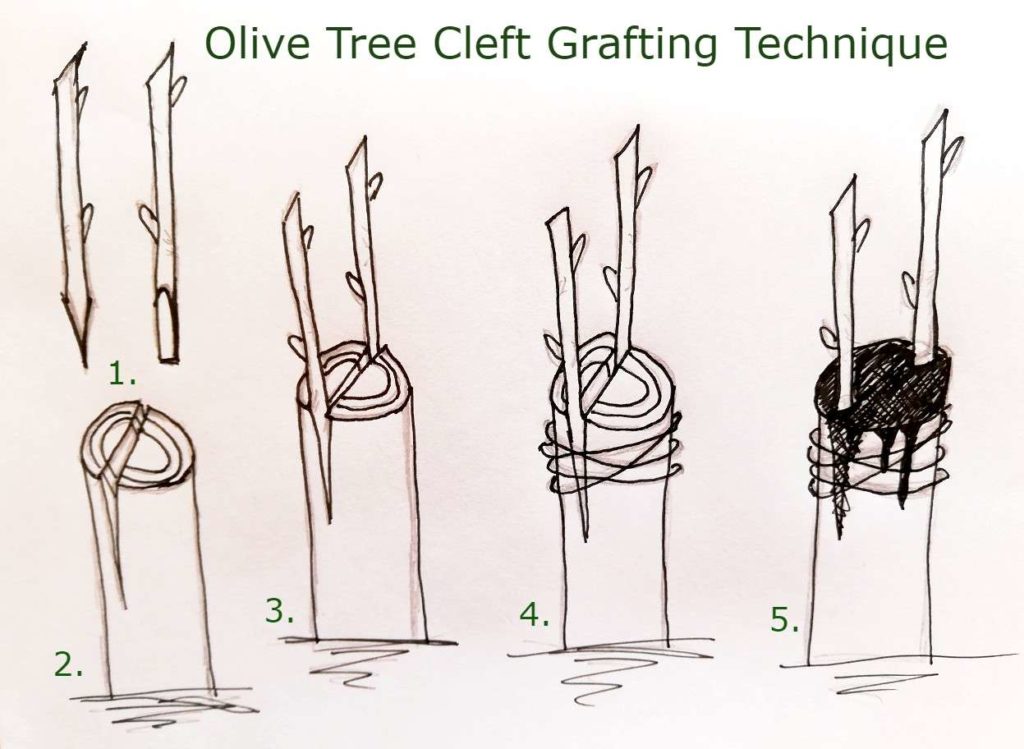 Grafting Olive Trees – 4 Techniques – Graft Aftercare | Oliviada