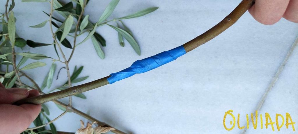 Grafting Olive Trees – 4 Techniques – Graft Aftercare | Oliviada