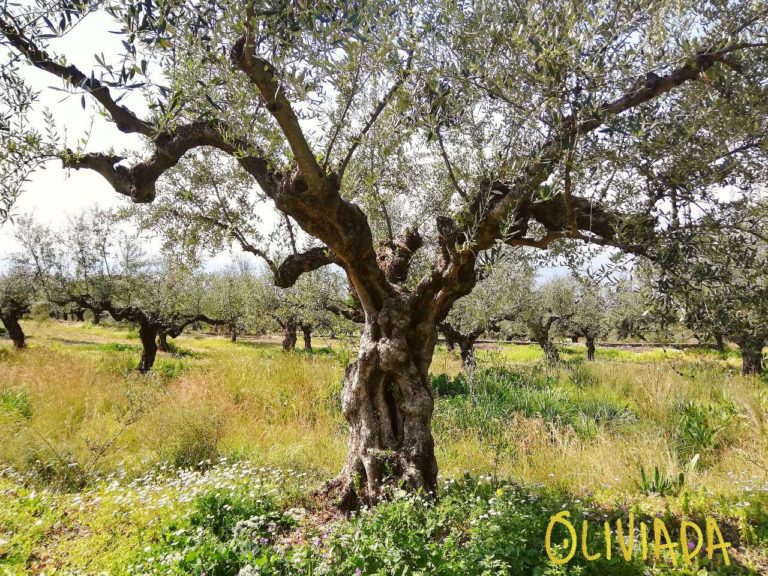 Shaping Olive Trees: How To Make Olive Tree Bushier, Wider, Taller, And ...