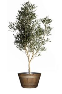 7 Best Large Pots For Olive Trees Reviews - 4 Material Types