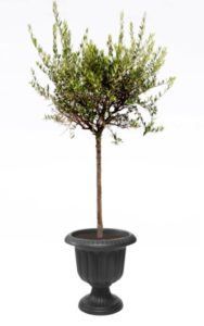 7 Best Large Pots For Olive Trees Reviews - 4 Material Types